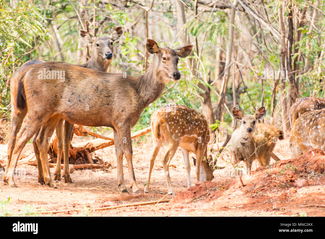 A group of sambar deer standing under a tree & looking towards to ...