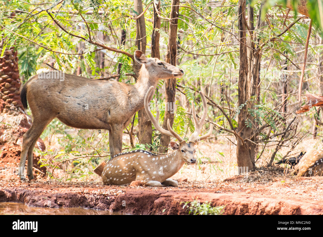 A couple of deer sambar at zoo resting under tree near a very small ...
