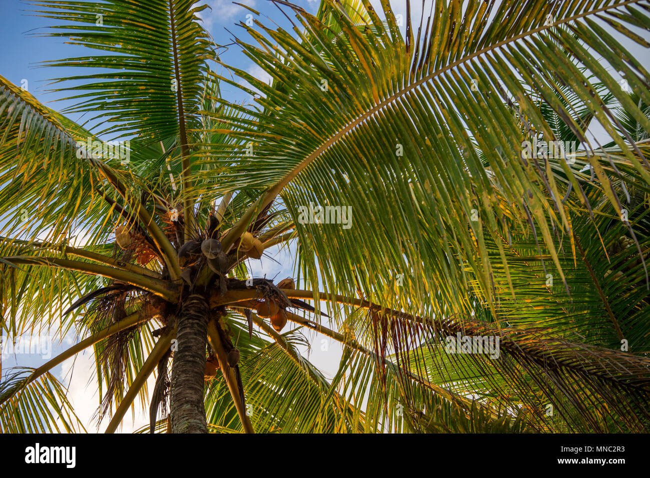 Coconut palm tree at sunset in Ubud, Bali, Indonesia Stock Photo - Alamy