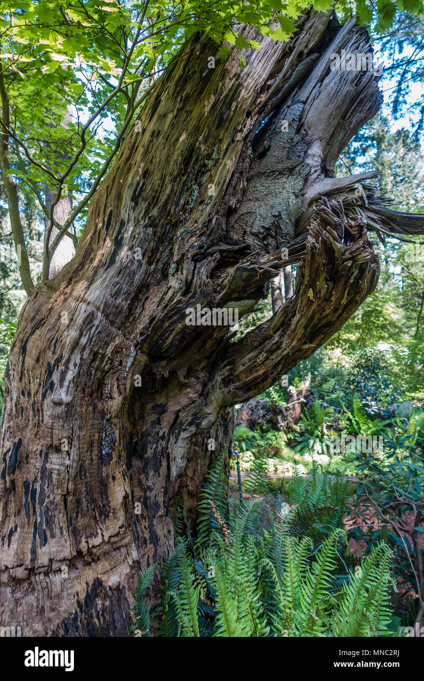 Deadwood tree hi-res stock photography and images - Alamy