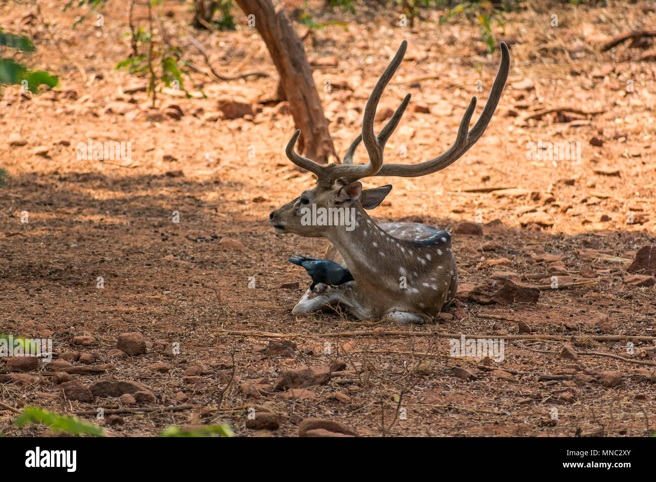 A deer sambar resting under a tree shadow & a crow is playing on above ...