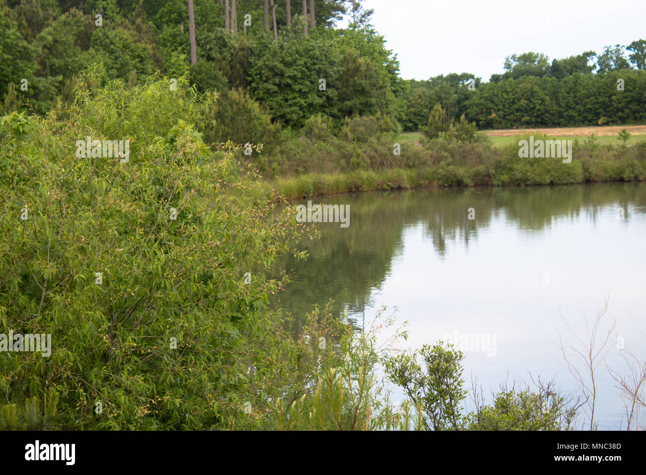 Photogenic trees hi-res stock photography and images - Alamy