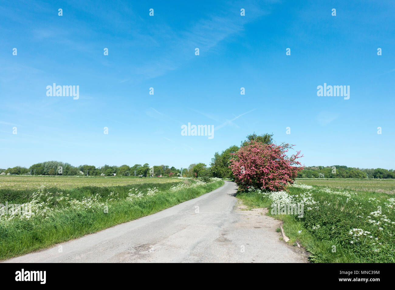 Spring tree and lane hi-res stock photography and images - Alamy