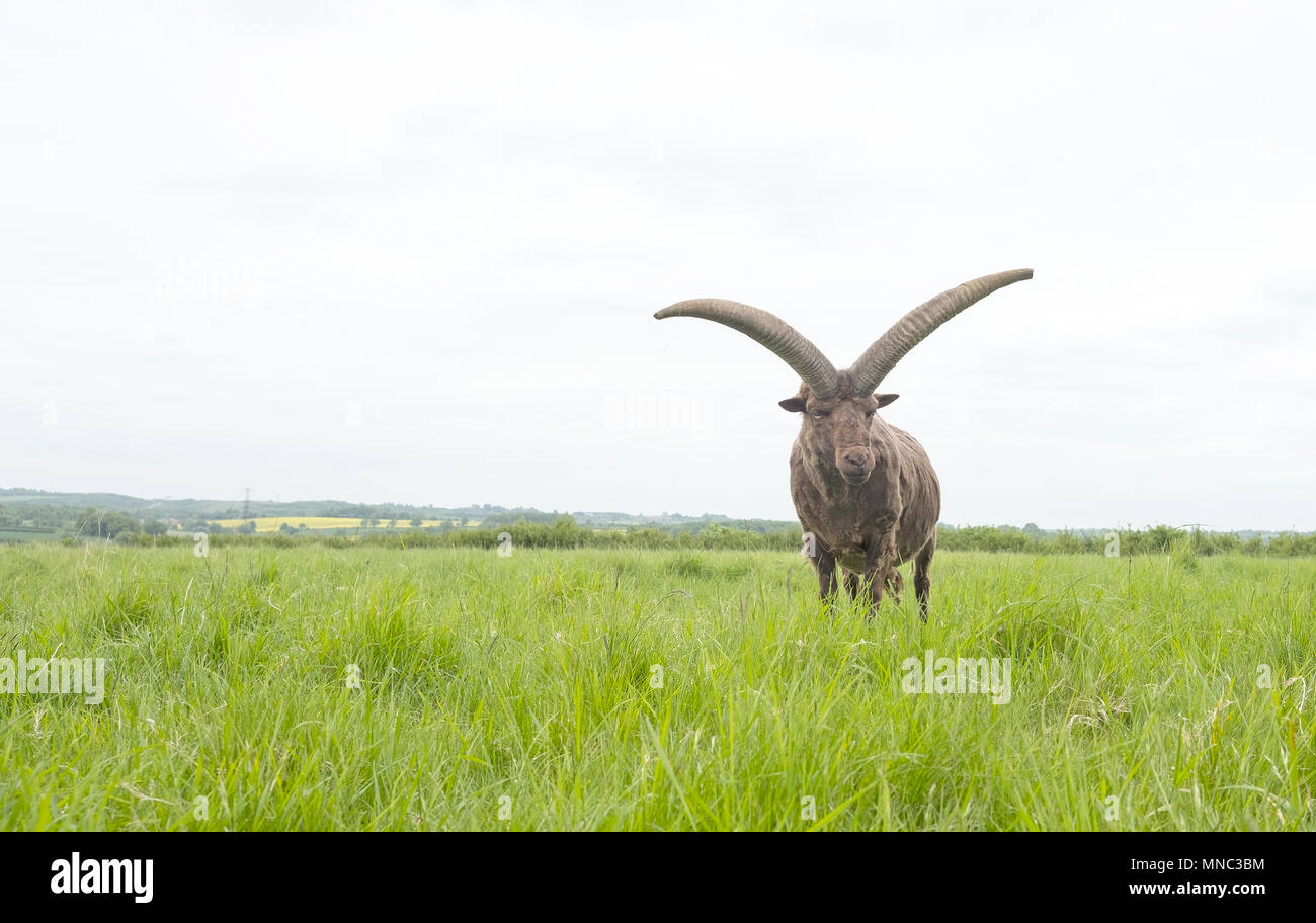 Long horned brown goat in a field Stock Photo - Alamy