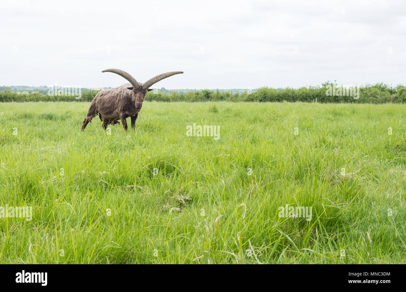 Horned goat hi-res stock photography and images - Alamy