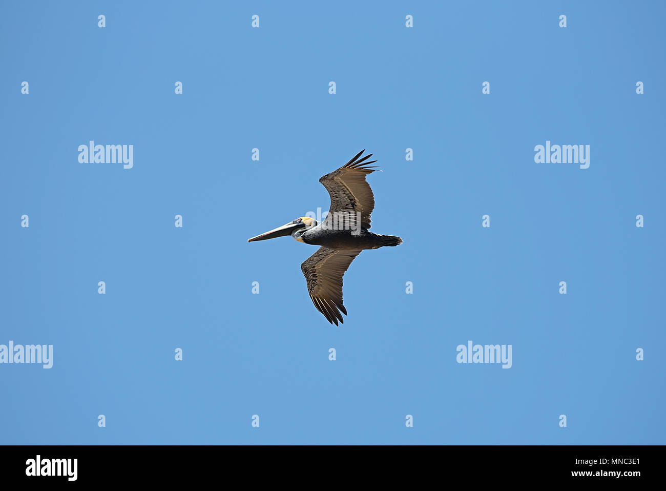 Flying in sky pelican hi-res stock photography and images - Alamy
