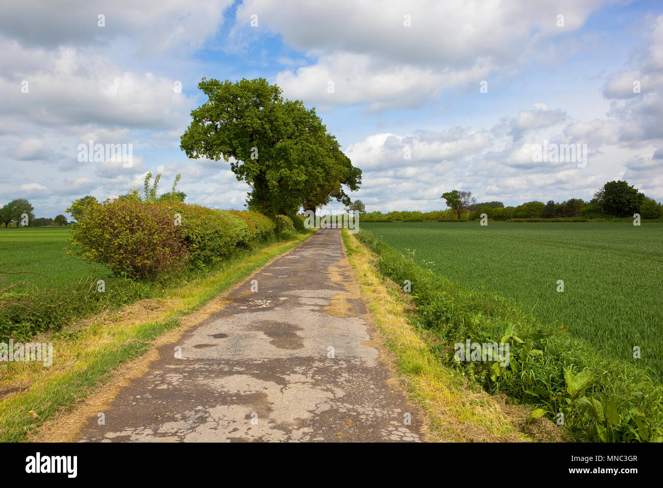 tarmac farm track at Naburn Yorkshire with hawthorn hedgerows and oak ...