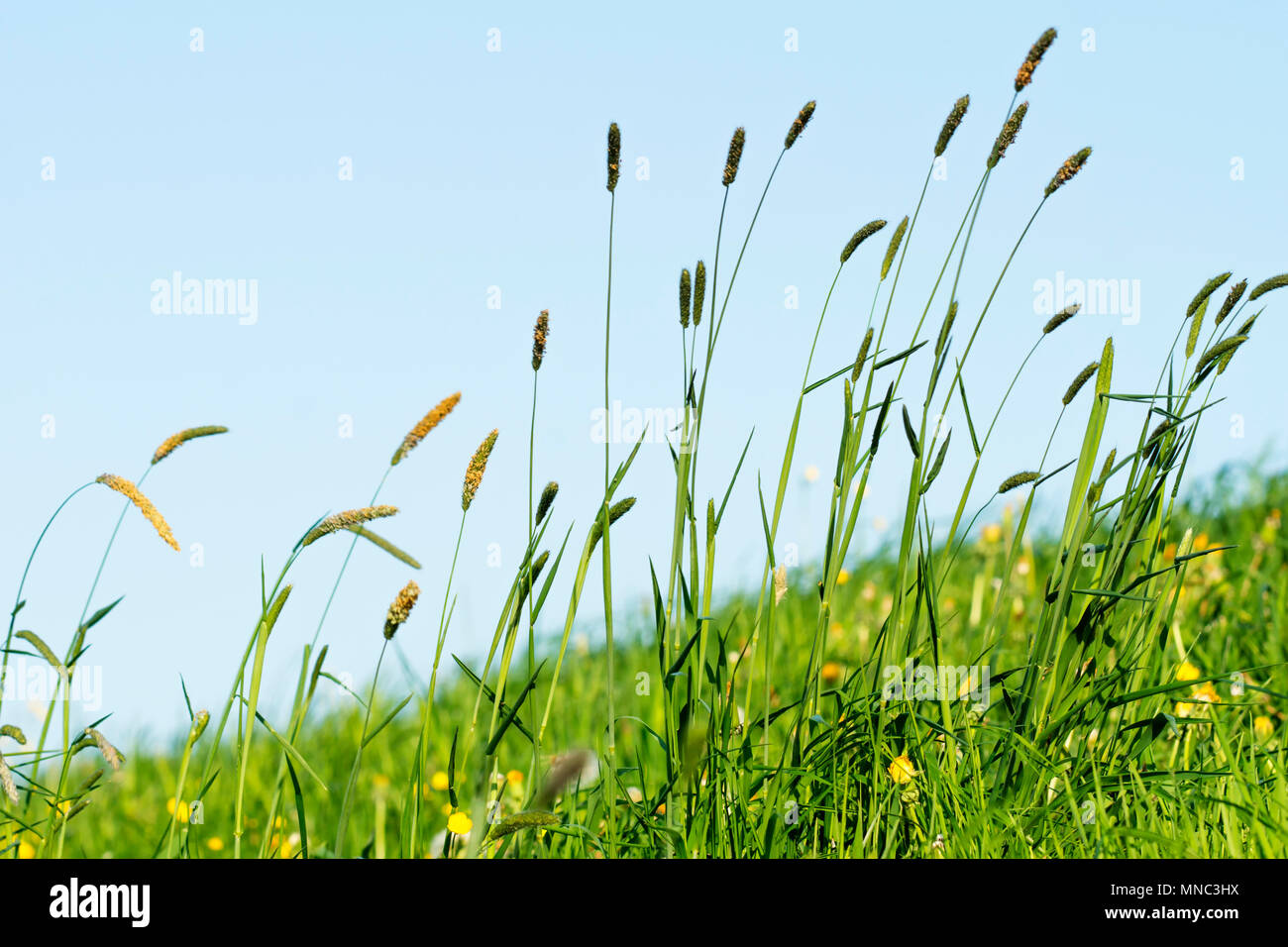 Pollen and hay fever hi-res stock photography and images - Alamy