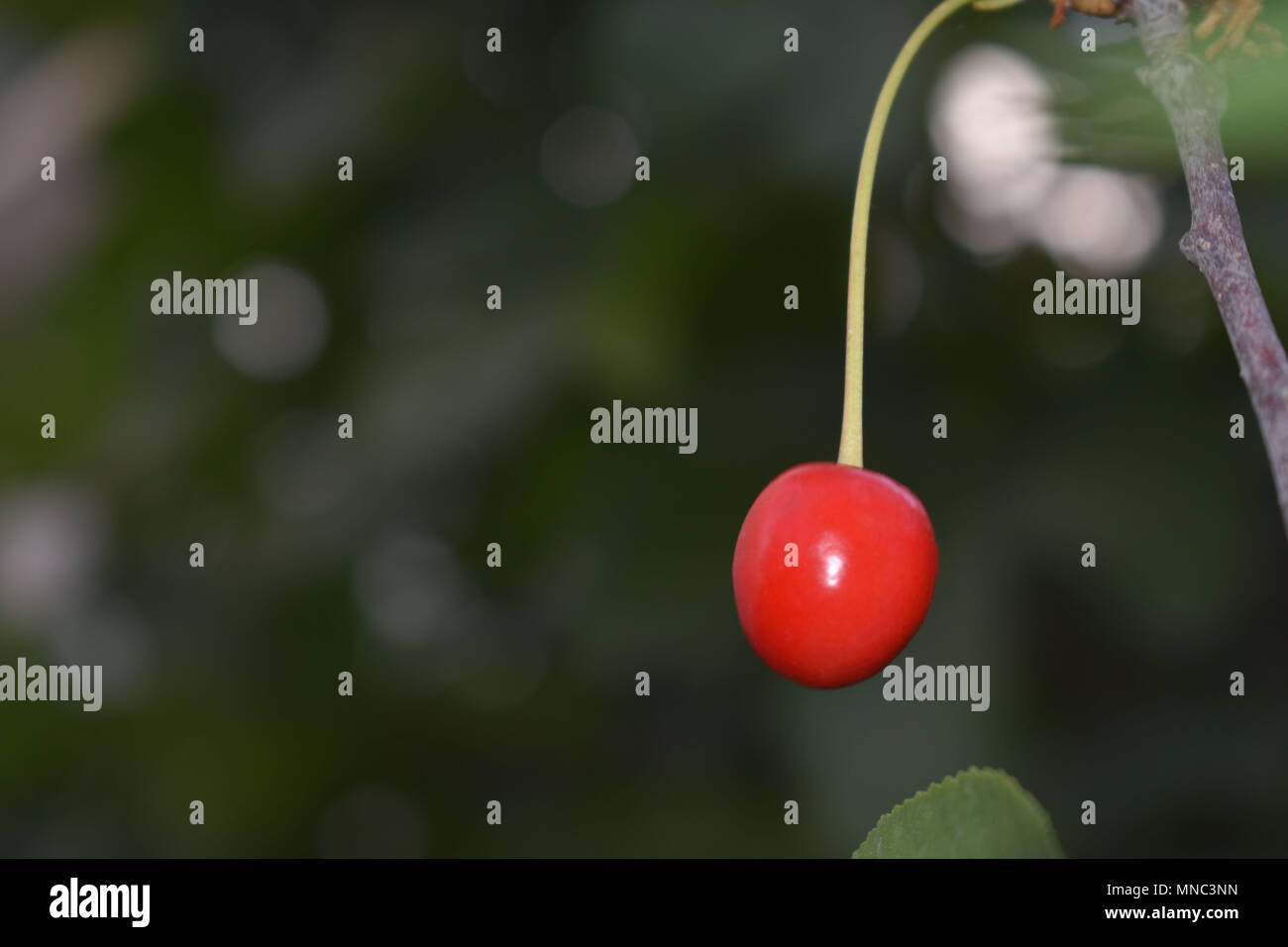 Single Cherry on Tree Stock Photo - Alamy