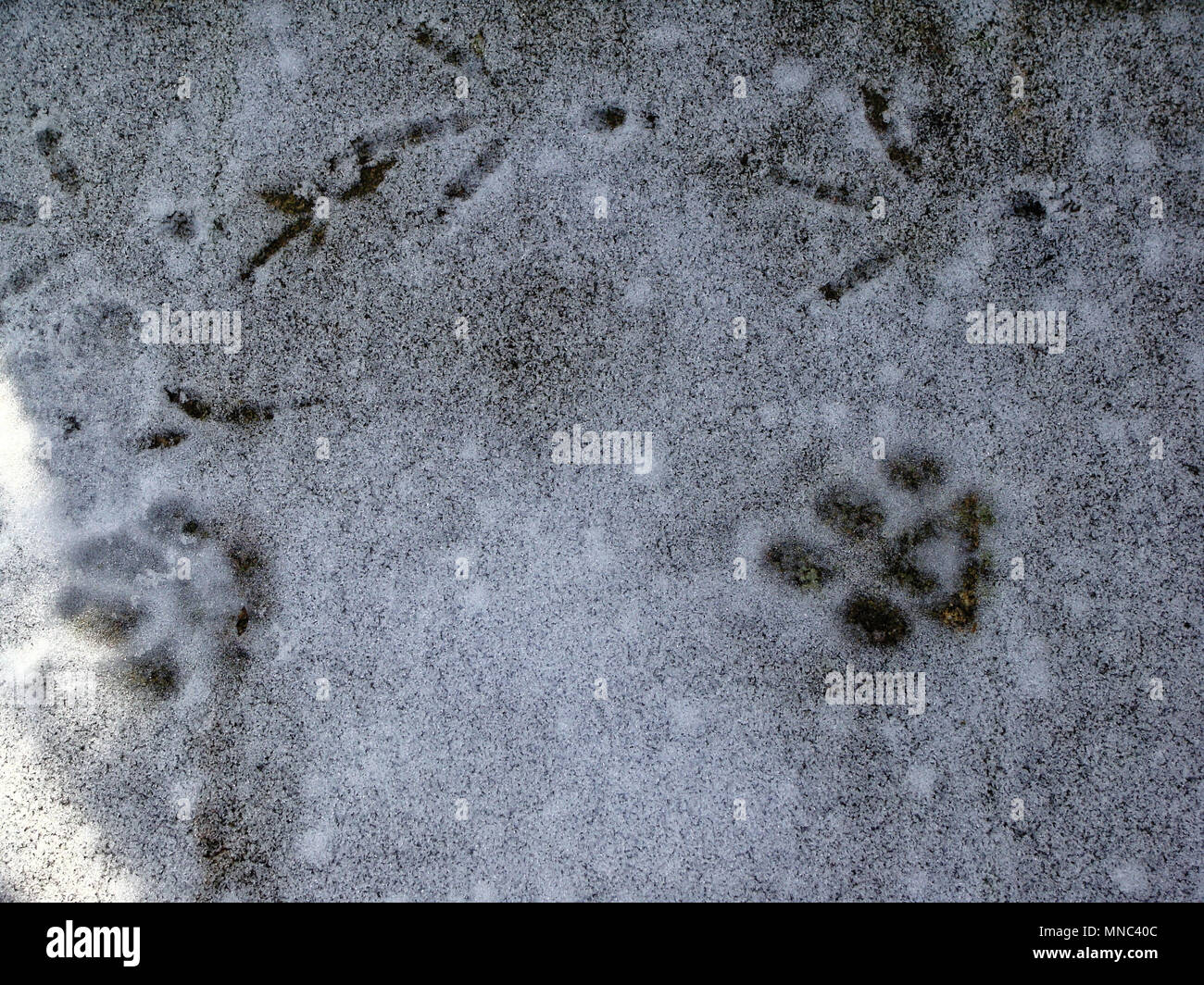 Background winter pattern of animal tracks in the snow. Cat hunts for ...