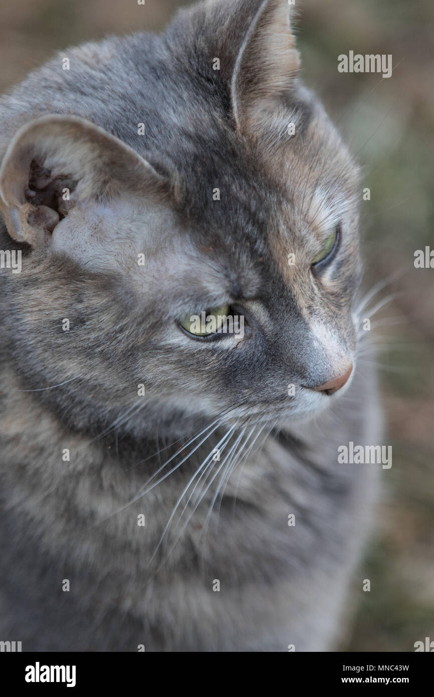 Observant animal High Resolution Stock Photography and Images - Alamy