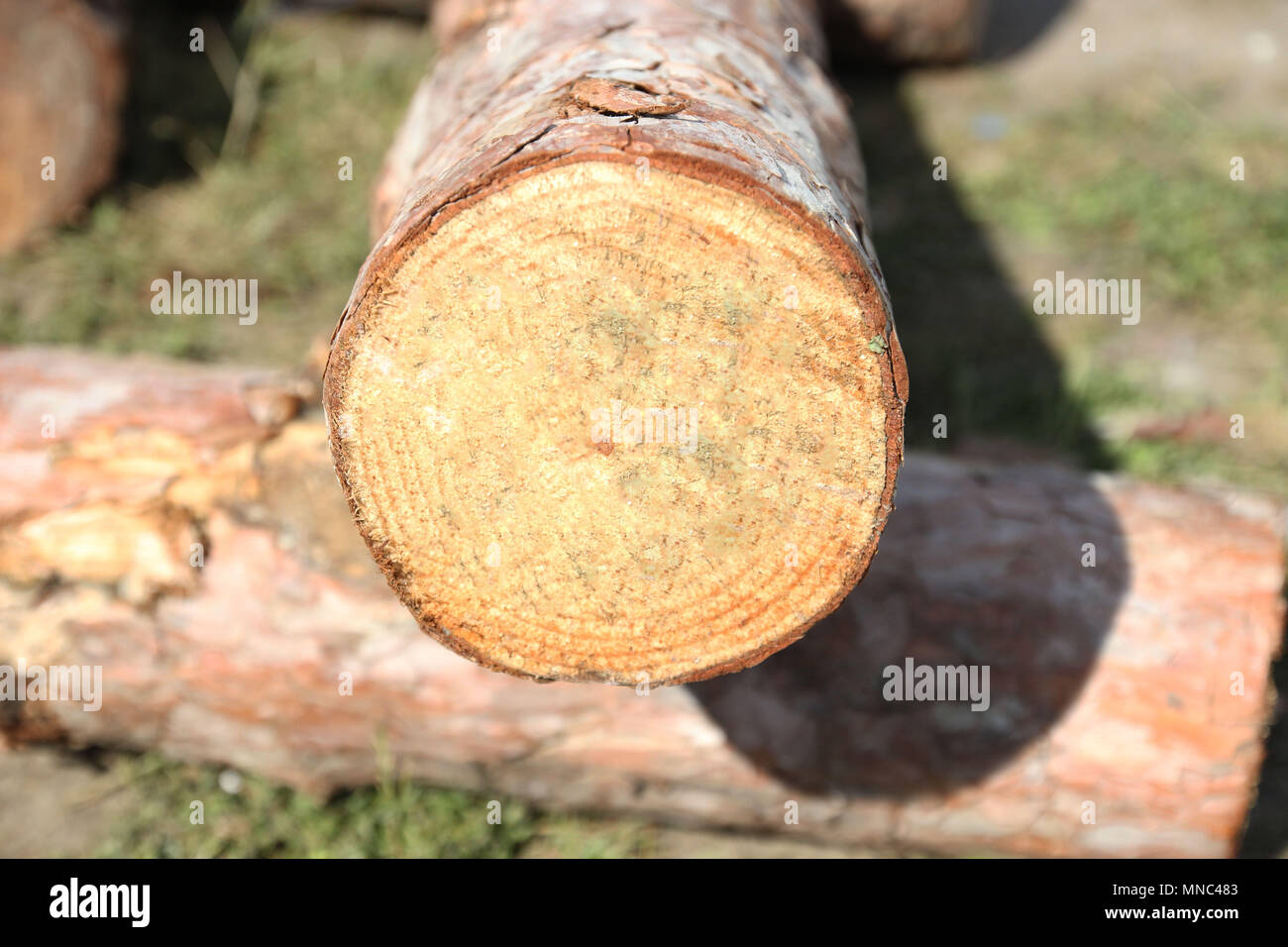 Chopped fuelwood hi-res stock photography and images - Alamy
