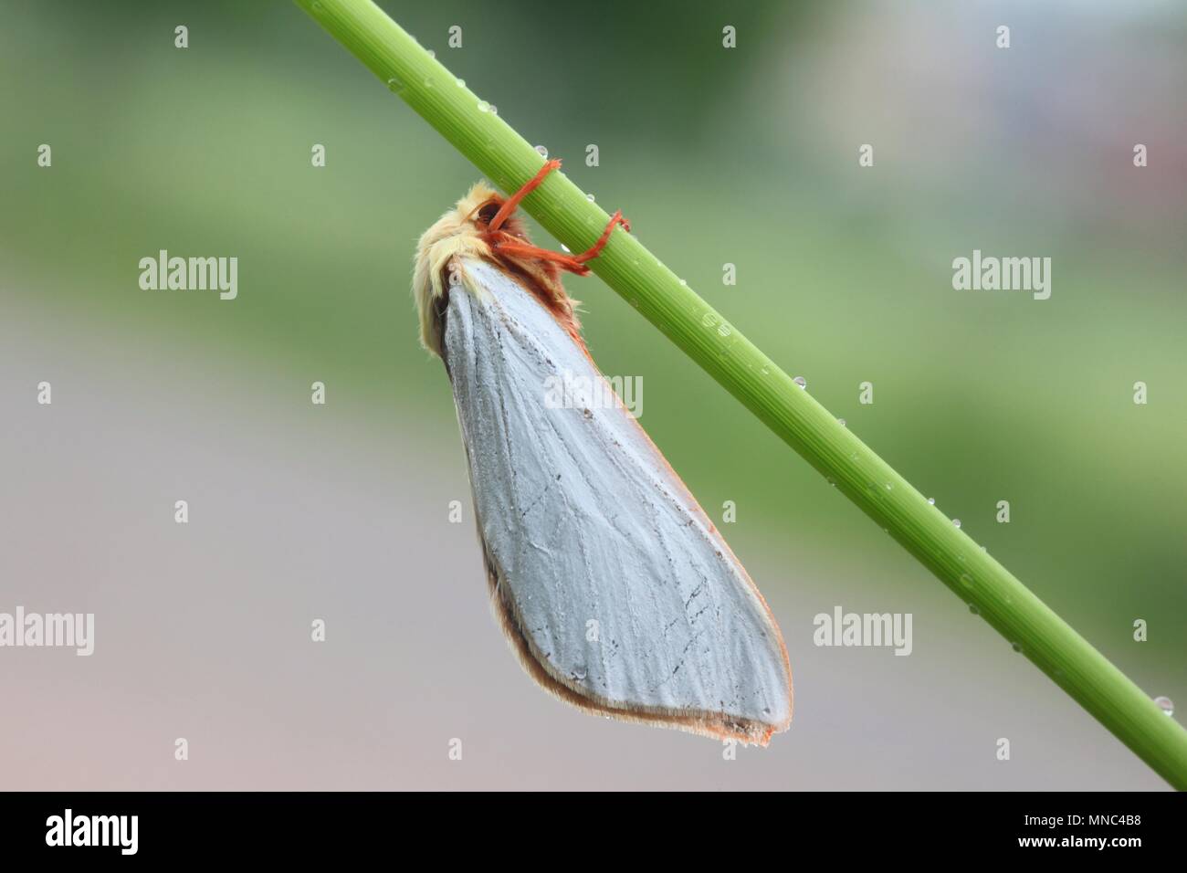 Ghost moth hi-res stock photography and images - Alamy