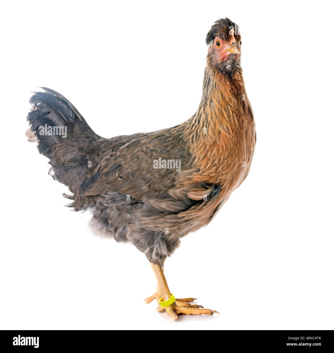 Legbar chicken hi-res stock photography and images - Alamy