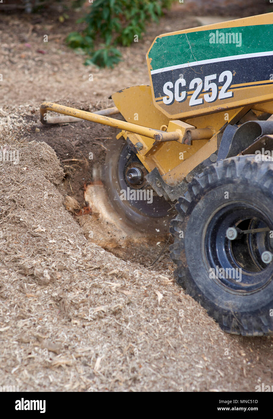 Tree stump grinding after pine tree was cut down Stock Photo - Alamy