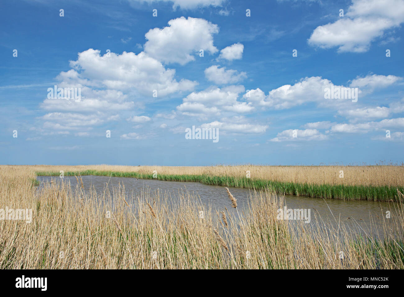 Cley, a Norfolk Naturalist Trust nature reserve, north Norfolk, England ...