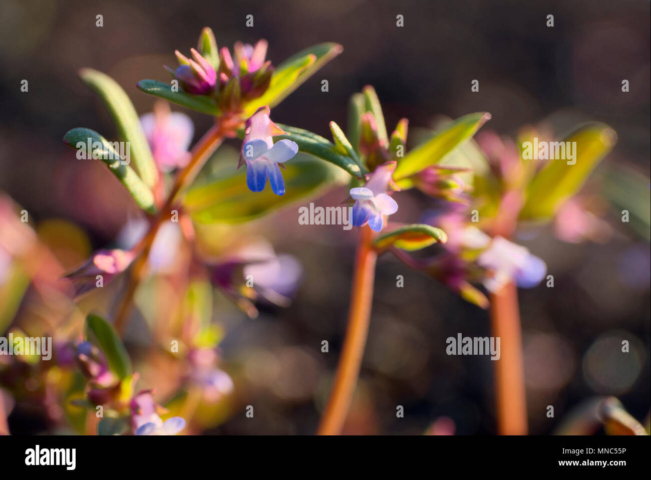 Maiden blue eyed mary hi-res stock photography and images - Alamy