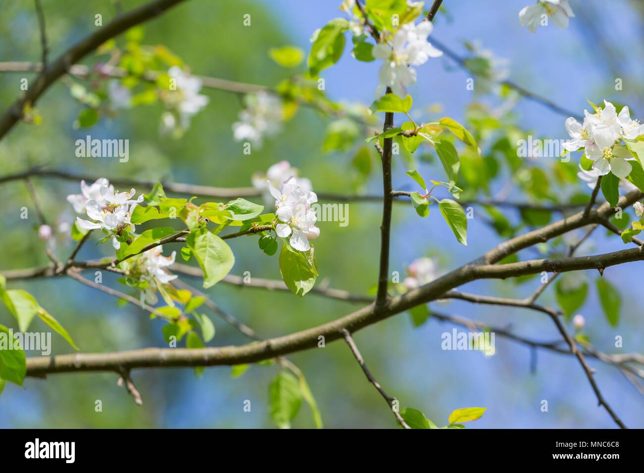Bloooming apple tree branches. Spring orchard with close up of apple ...