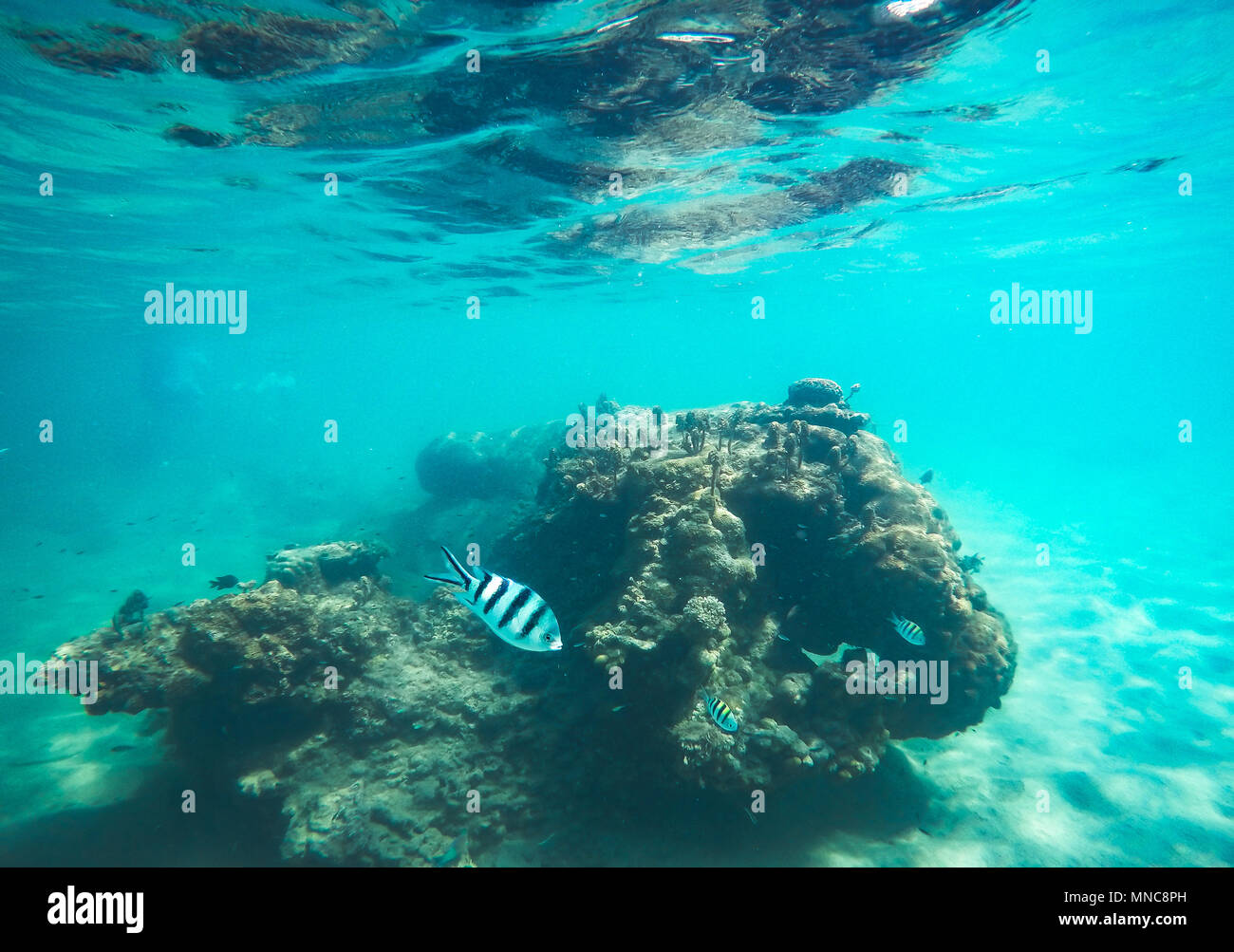 Underwater sea clear water Bright blue Stock Photo - Alamy