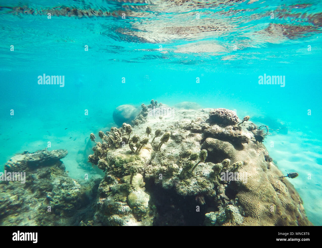 Underwater sea clear water Bright blue Stock Photo - Alamy
