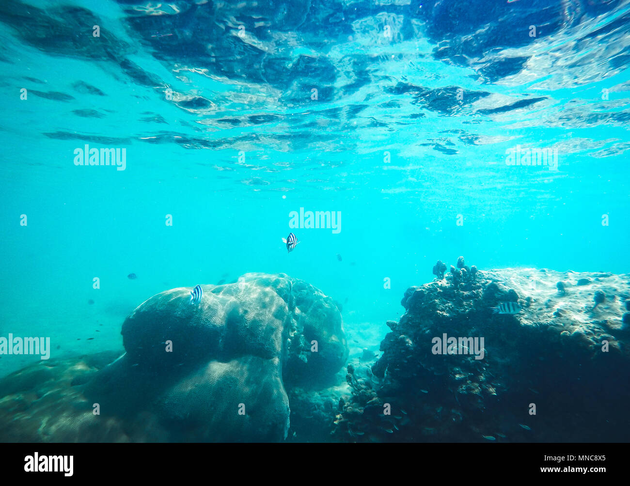 Underwater sea clear water Bright blue Stock Photo - Alamy