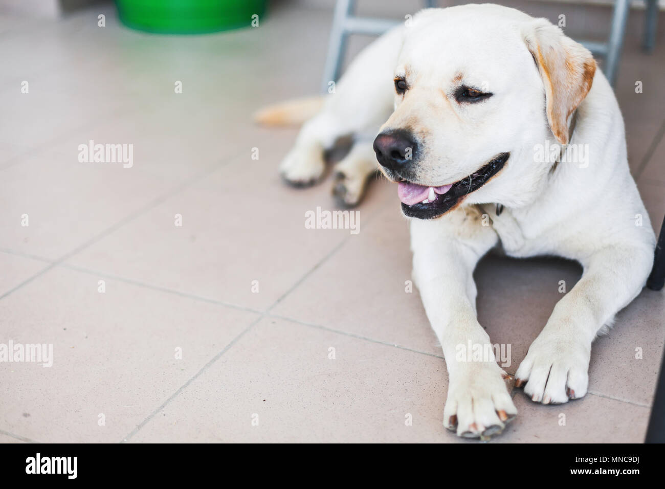 Labrador retriever yellow sitting hi-res stock photography and images ...