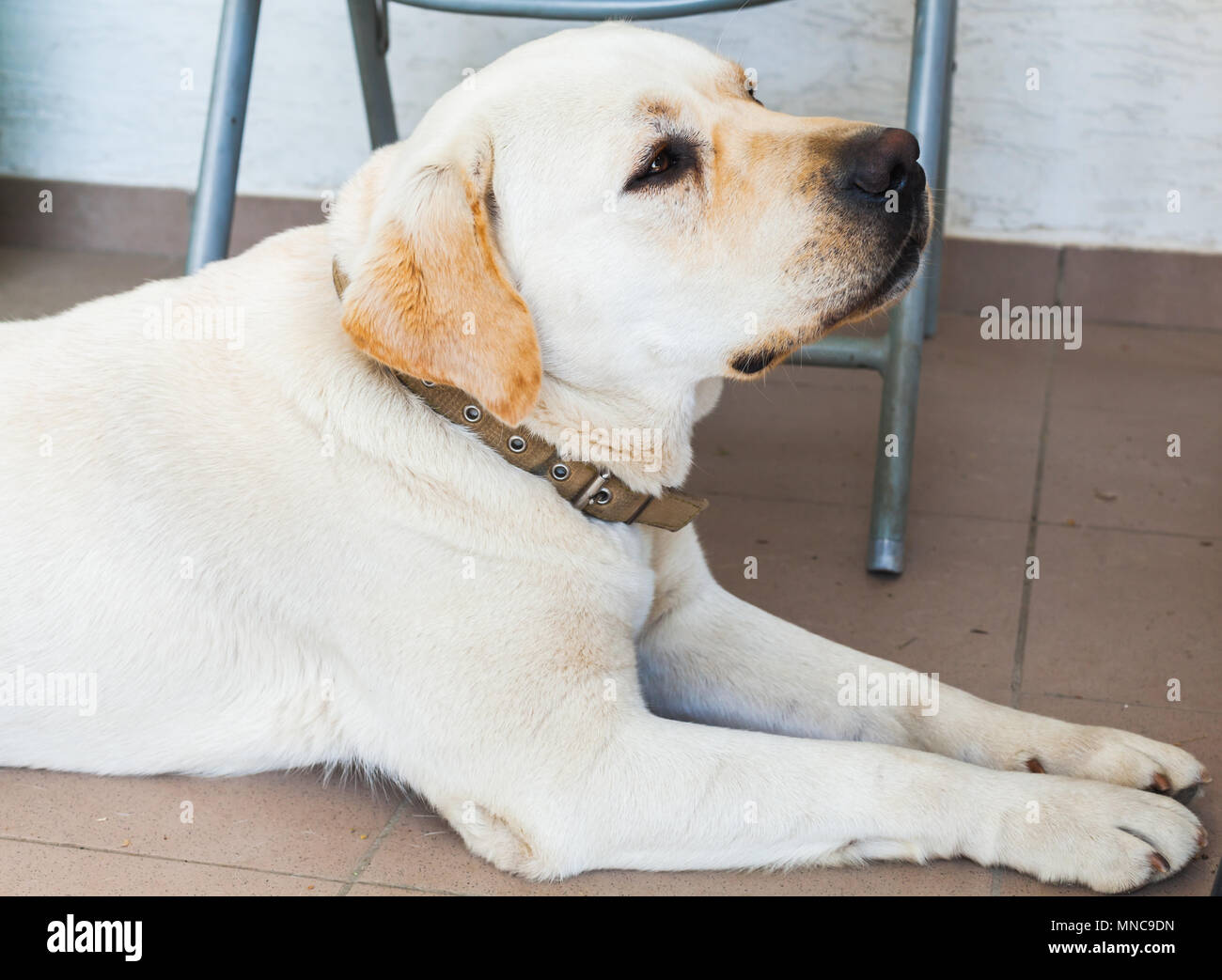 Close up of yellow labrador retriever hi-res stock photography and ...