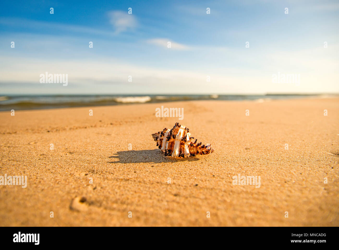 Giant frog shell hi-res stock photography and images - Alamy