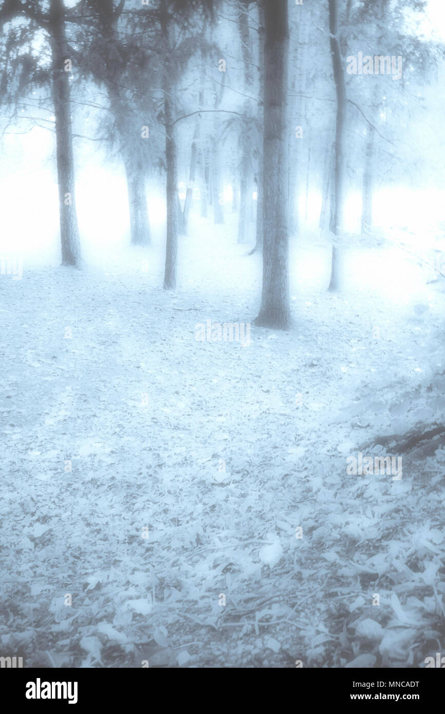 blue magic forest Stock Photo - Alamy