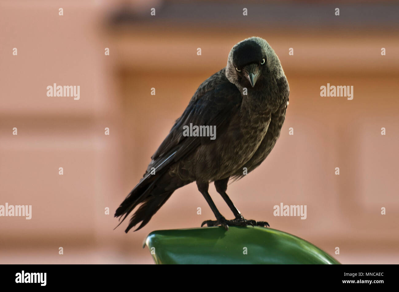Jackdaw Bird High Resolution Stock Photography and Images - Alamy