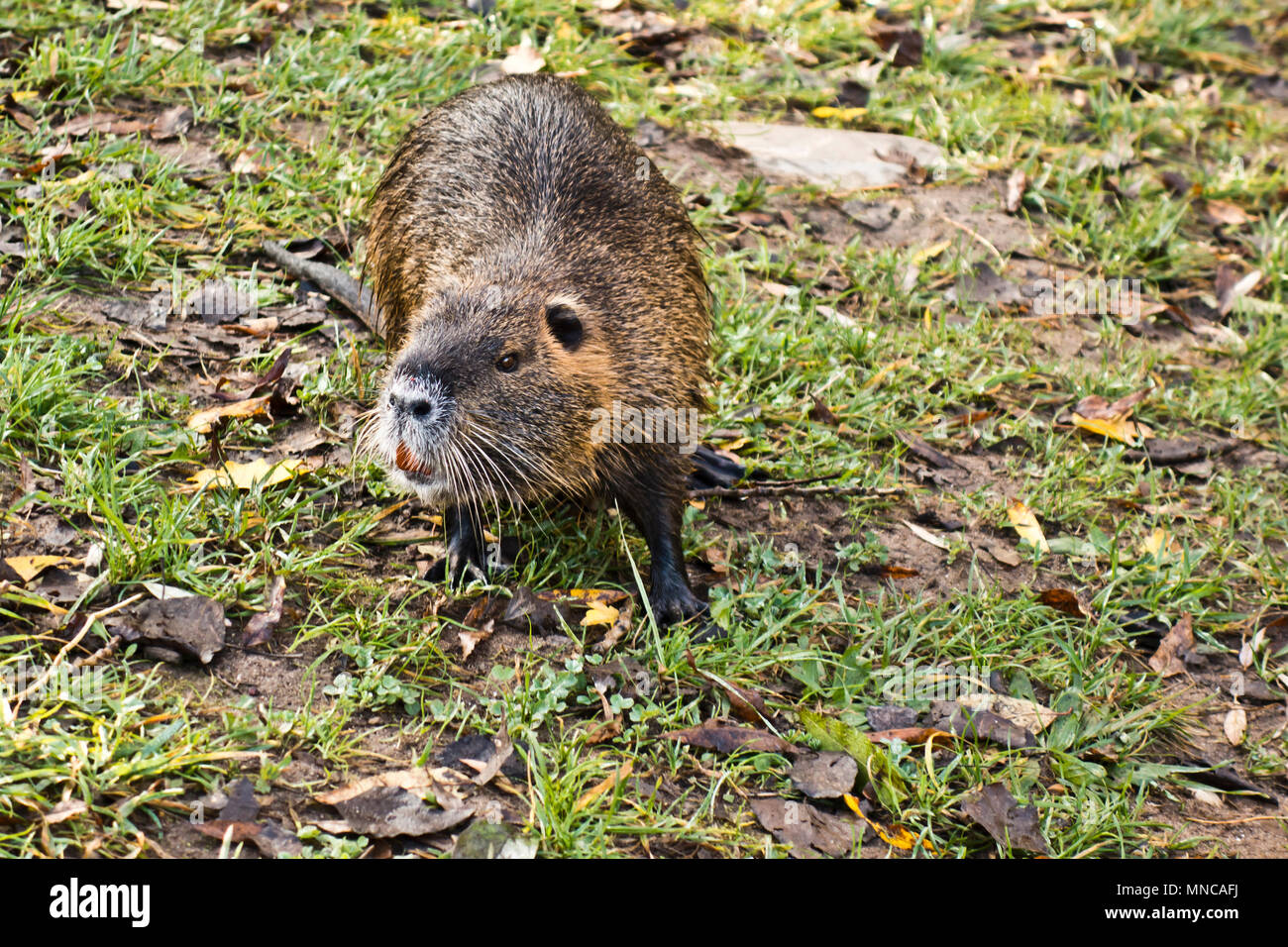 Nutria rodent hi-res stock photography and images - Alamy