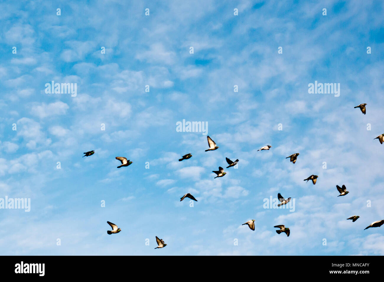 flock of pigeons in flight Stock Photo - Alamy