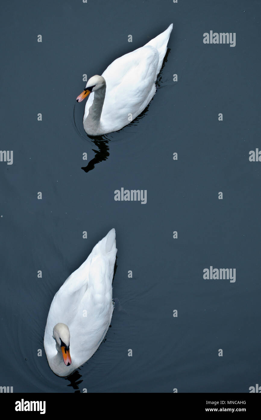 couple of Mute swans in the river, view from above Stock Photo - Alamy