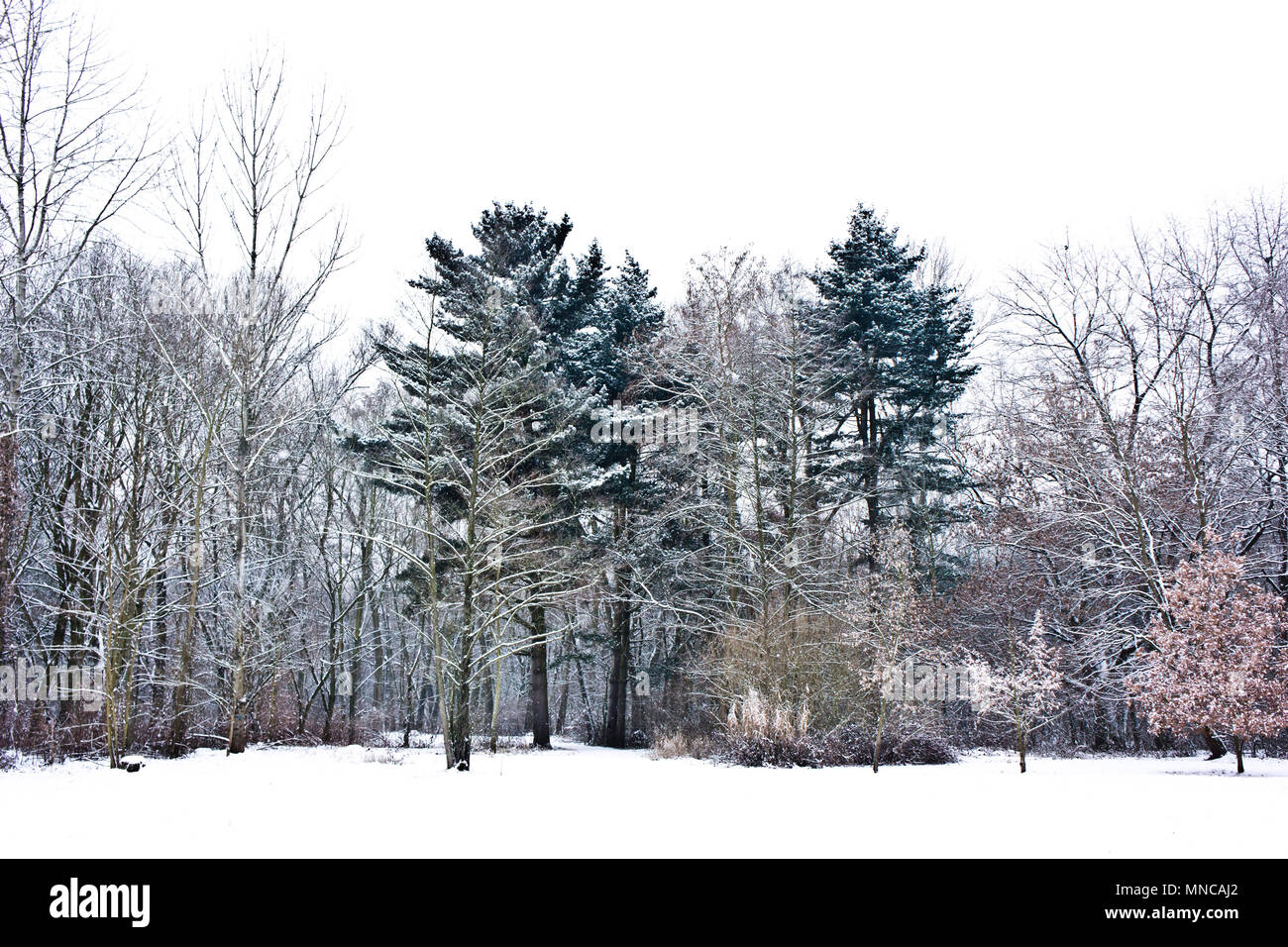 winter scenery with trees and snow Stock Photo - Alamy