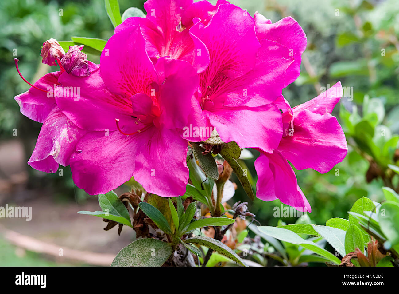 Shrubs Pink Rhododendron Shrub High Resolution Stock Photography and ...