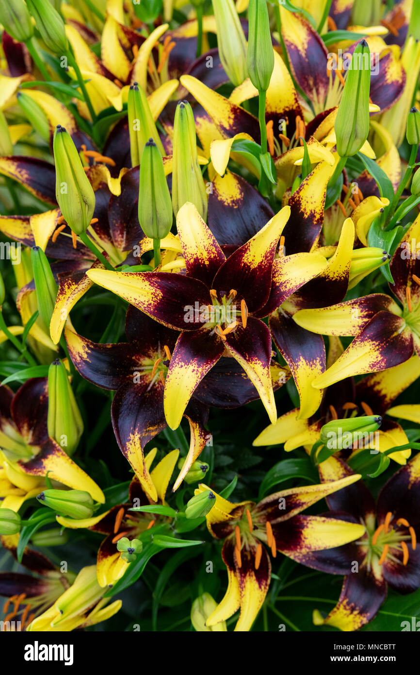 Lily lion heart hi-res stock photography and images - Alamy