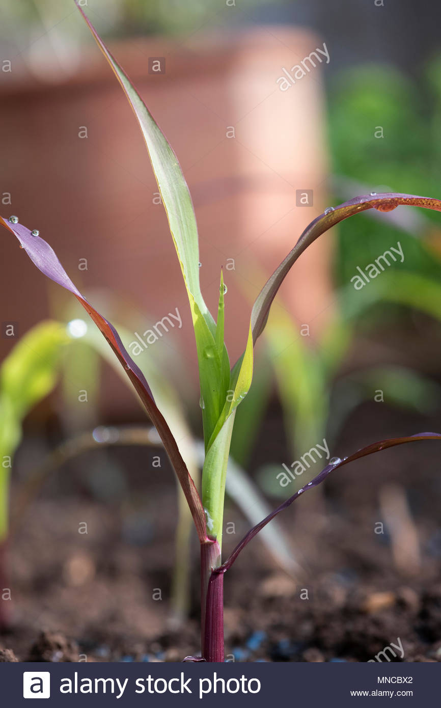 Sweetcorn Plant Stock Photos & Sweetcorn Plant Stock Images - Alamy