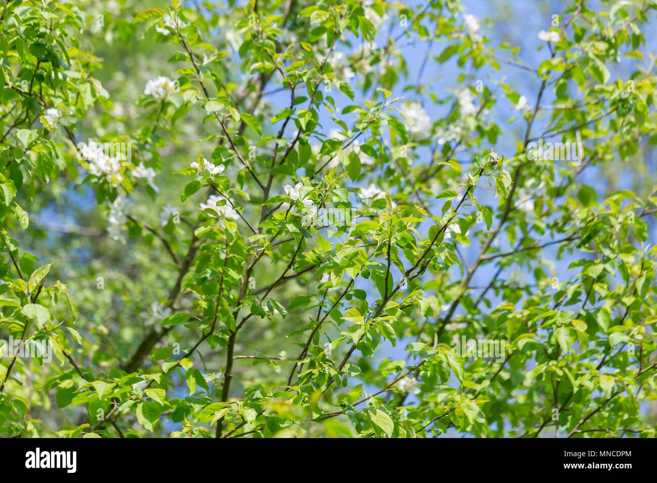 Bloooming apple tree branches. Spring orchard with close up of apple ...