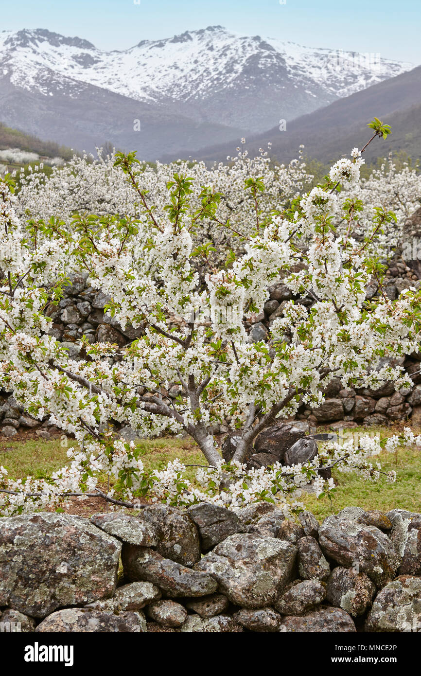 Jerte valley spain cherry blossom hi-res stock photography and images ...