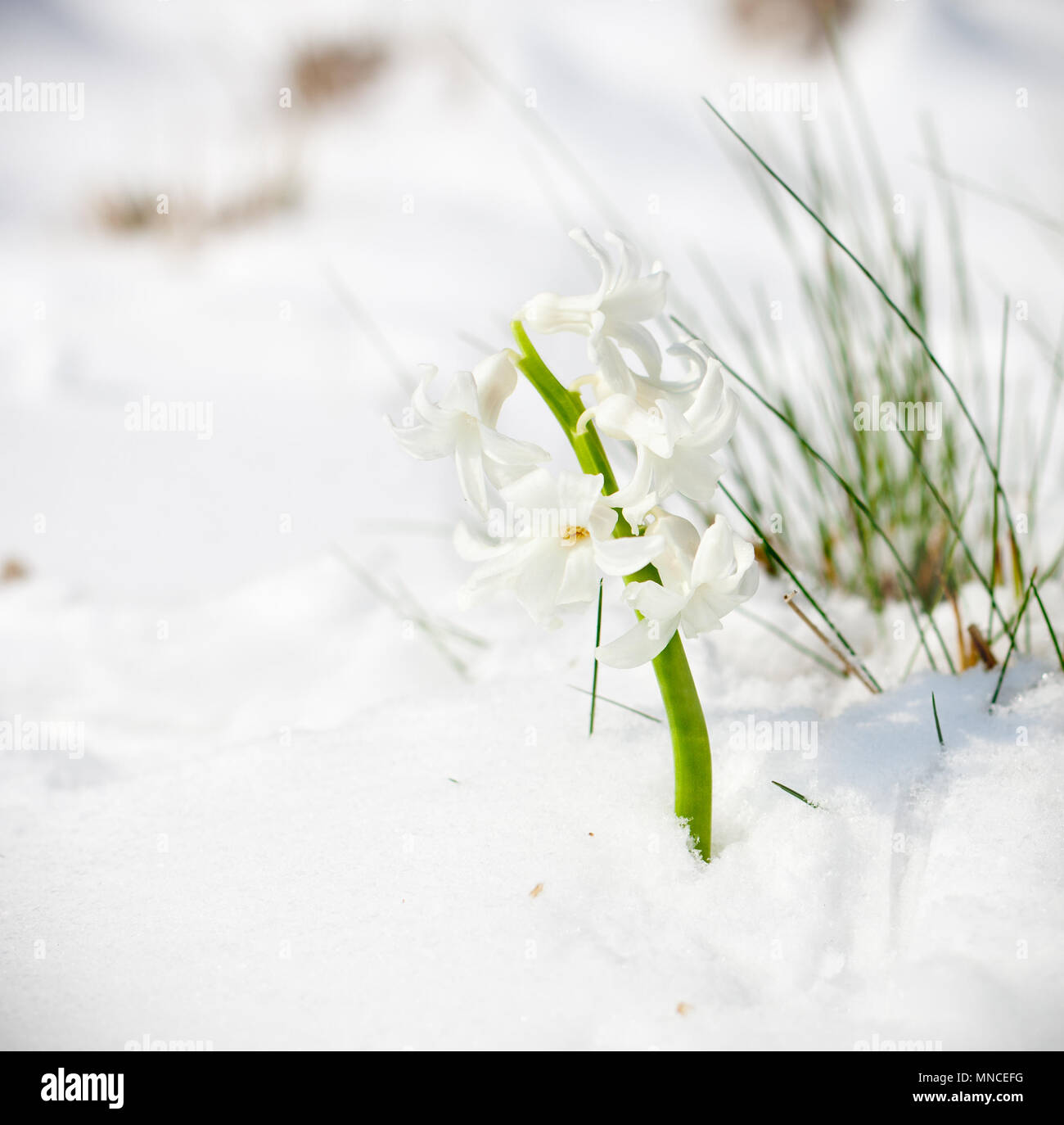 The first buds of white hyacinth in spring. Season concept Stock Photo ...