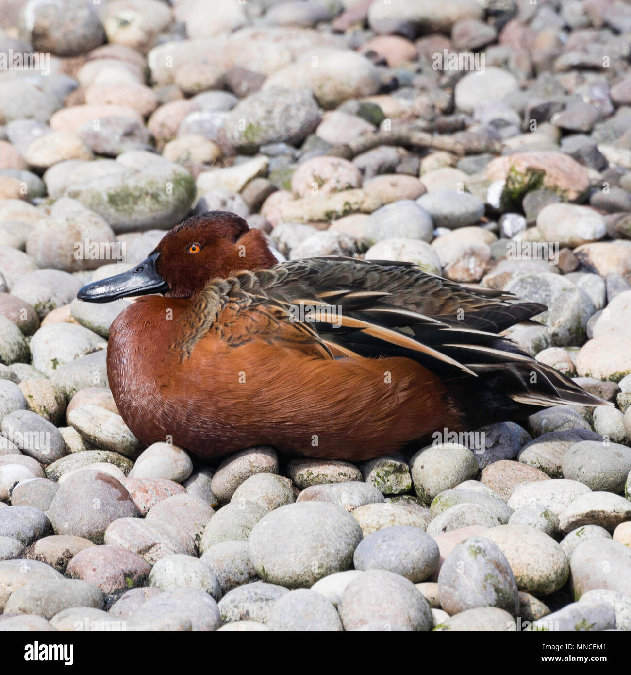 Female cinnamon teal hi-res stock photography and images - Alamy