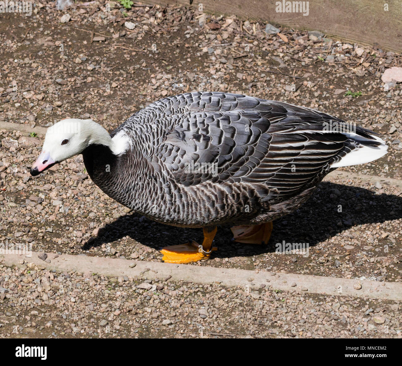 Emperor Goose enjoying the sunshine Stock Photo - Alamy