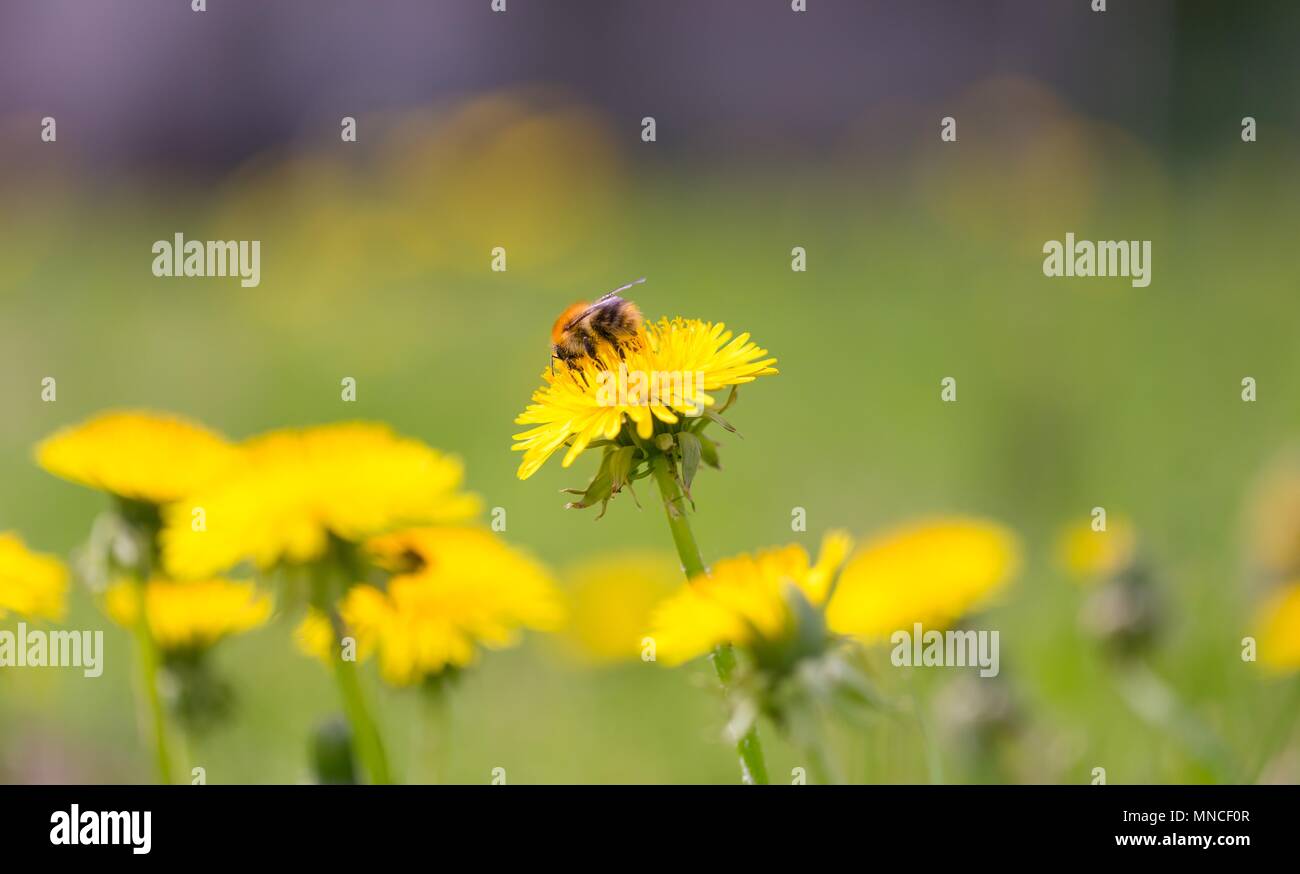 Bumblebee picking pollen on yellow dandelion on spring meadow. Close up ...
