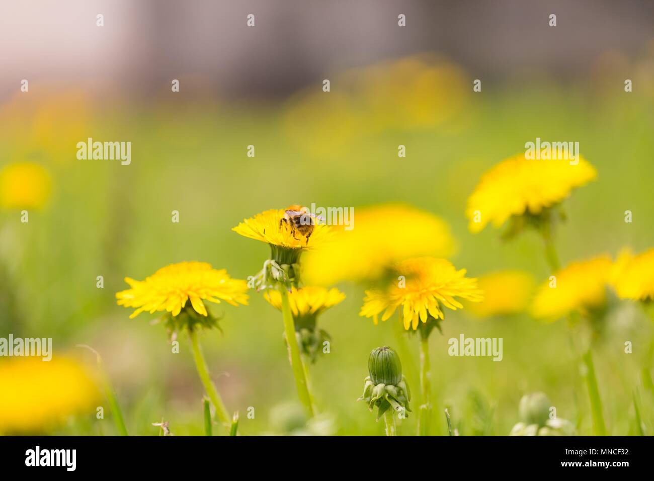 Bumblebee picking pollen on yellow dandelion on spring meadow. Close up ...