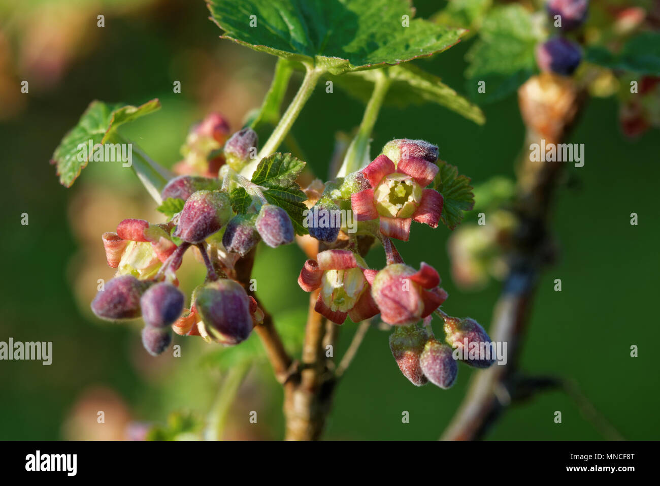 Blackcurrant (Ribes nigrum) is a woody shrub in the family ...