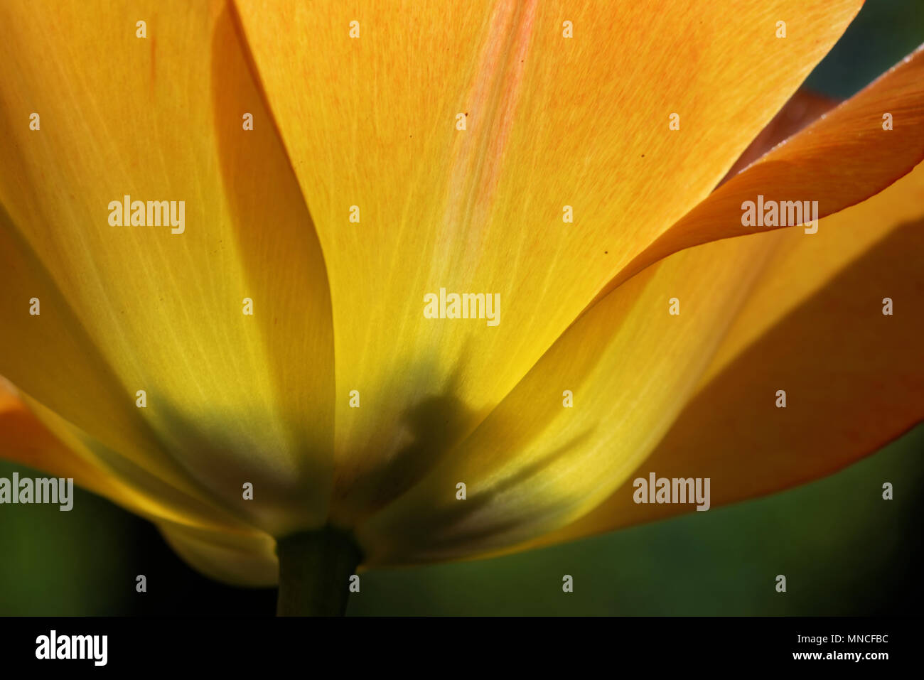 Contra light flower hi-res stock photography and images - Alamy