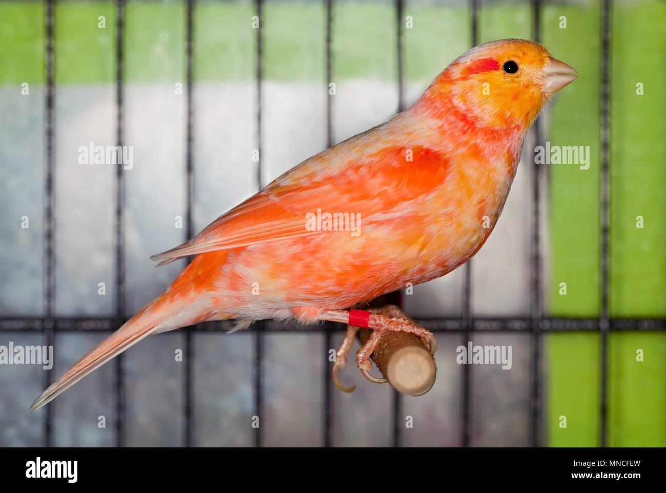 Canary bird hi-res stock photography and images - Alamy