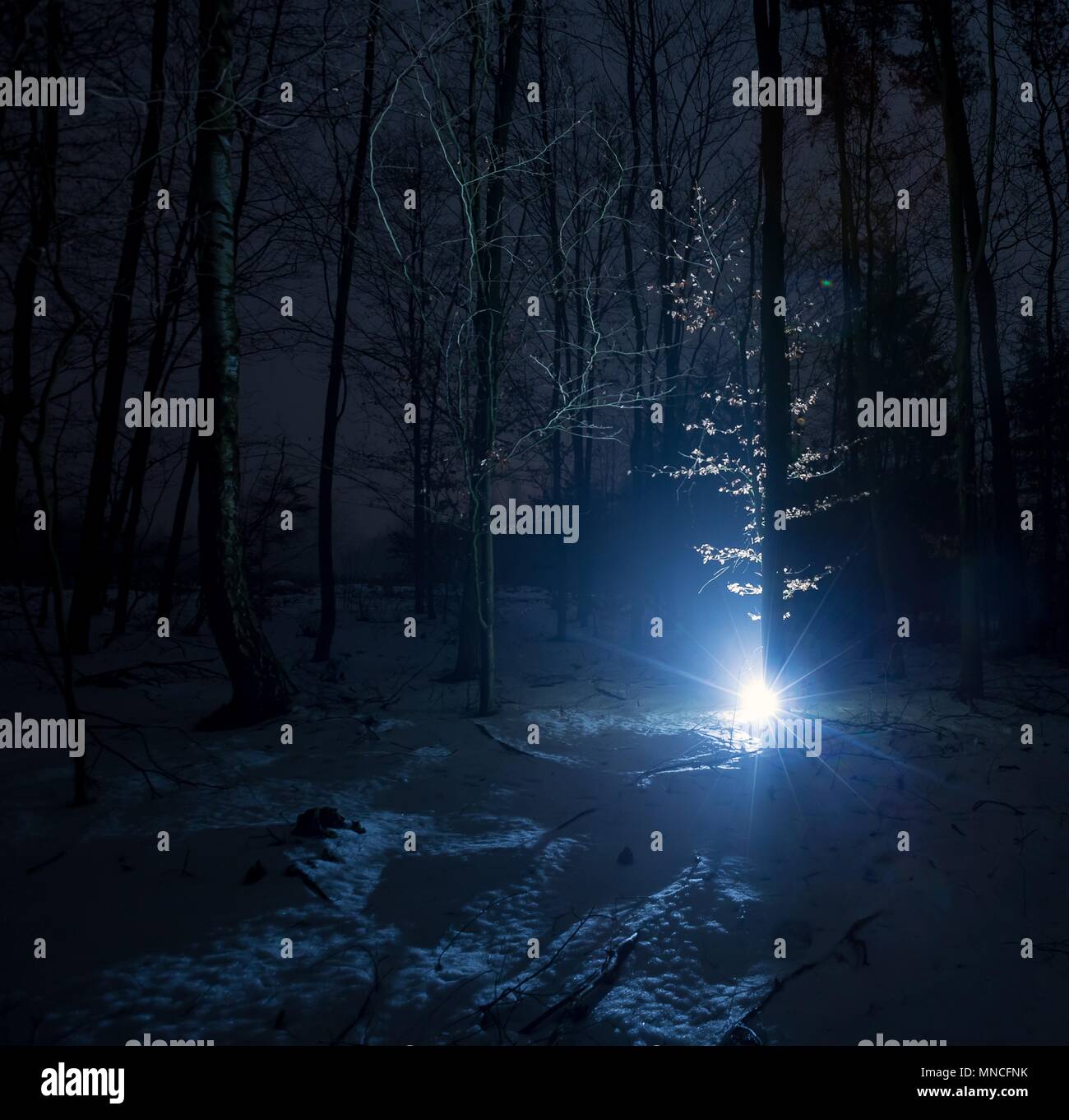 Scary forest landscape. Dark forest at night - horror scene Stock Photo ...