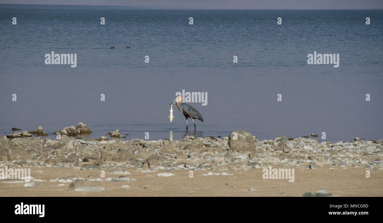 Delareyville hi-res stock photography and images - Alamy