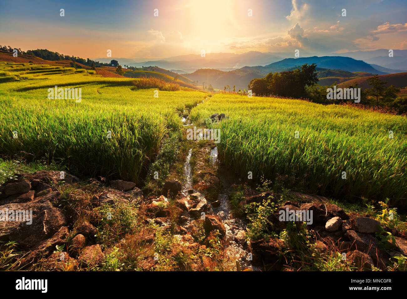 Green terraced rice field in chiangmai hi-res stock photography and ...